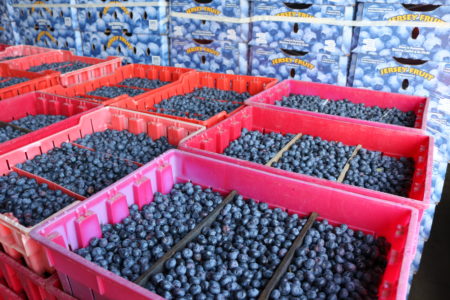 Jersey Fruit – A farmer-owned cooperative since 1940